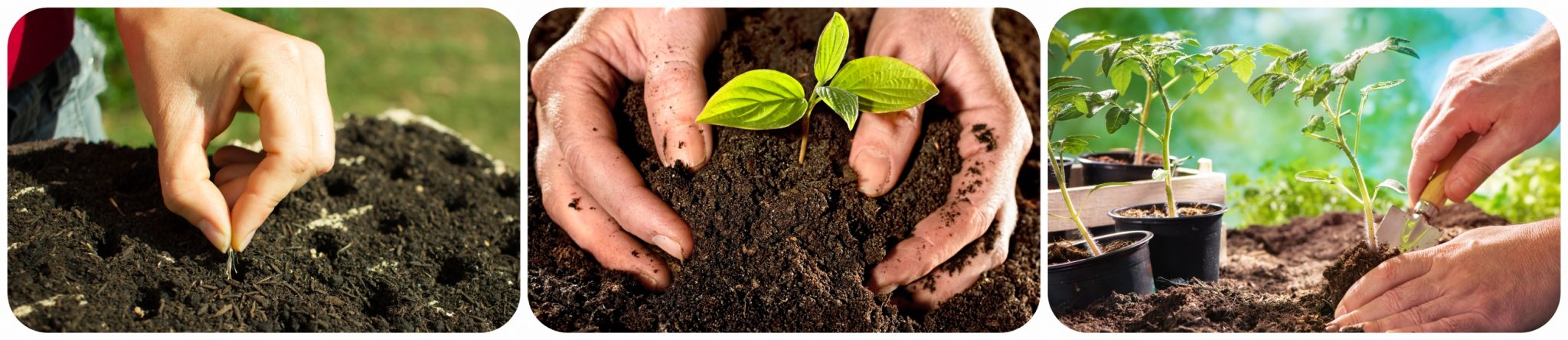 EM® Plant Forte – naravno škropivo za zdravo rast rastlin